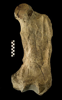 Archaeology Blog: Firelands Ground Sloth