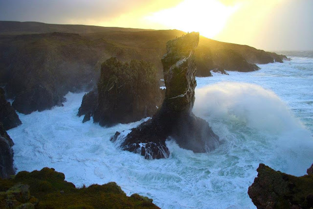 Islay Natural History Trust: Shags on Soldiers Rock - Niall Colthart