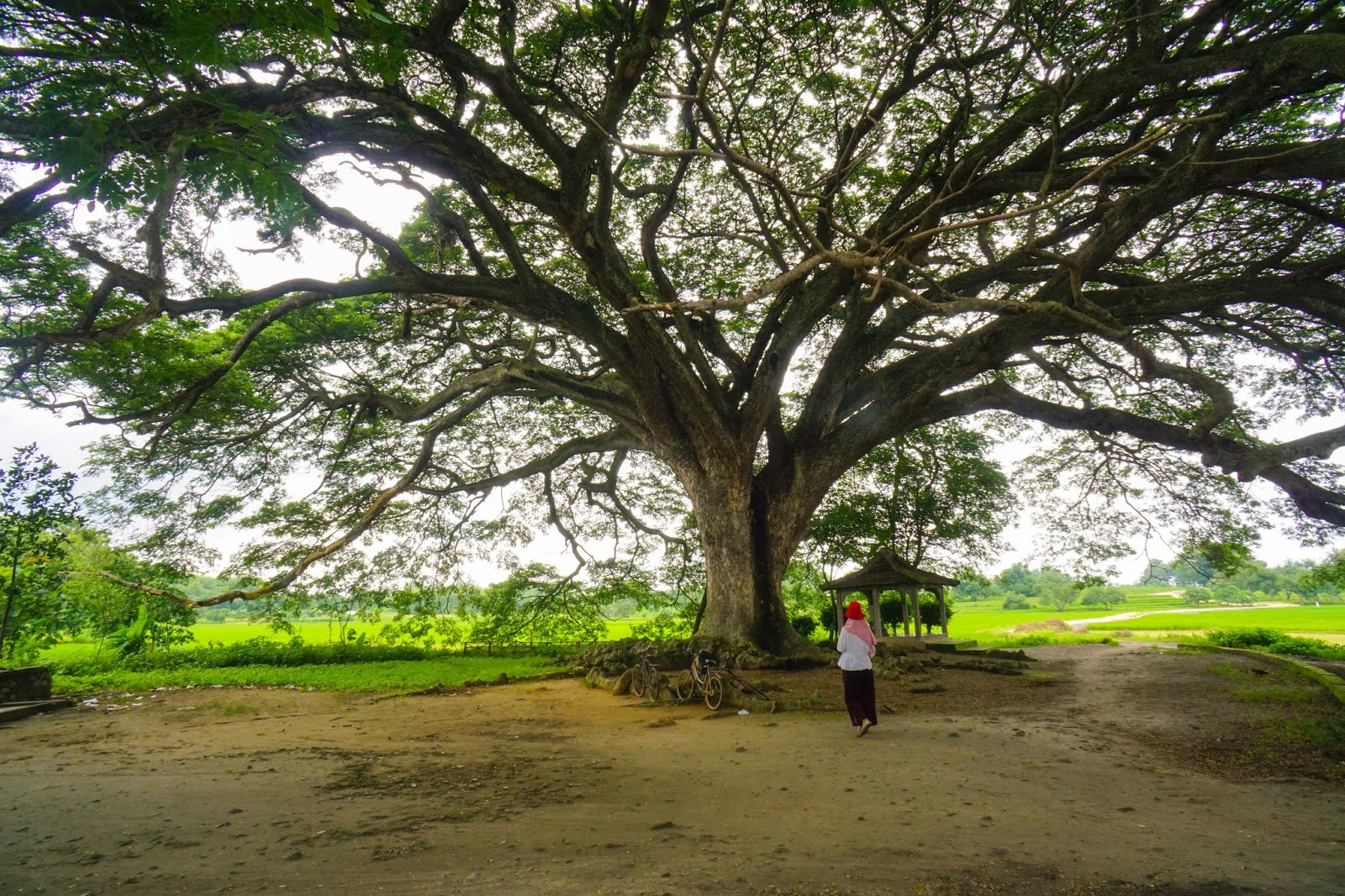 6 Tempat Wajib Kunjung di Lasem