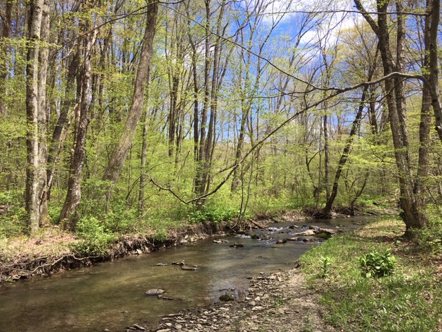 Kennedy State Forest - Virgil Mountain Loop