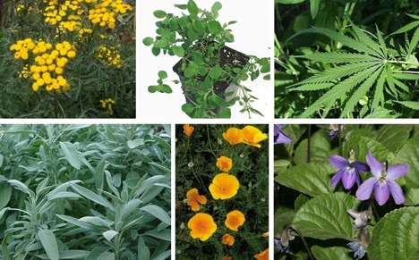 The Gardening Apprentice: 18 of Nature’s Most Powerful Medicinal Plants