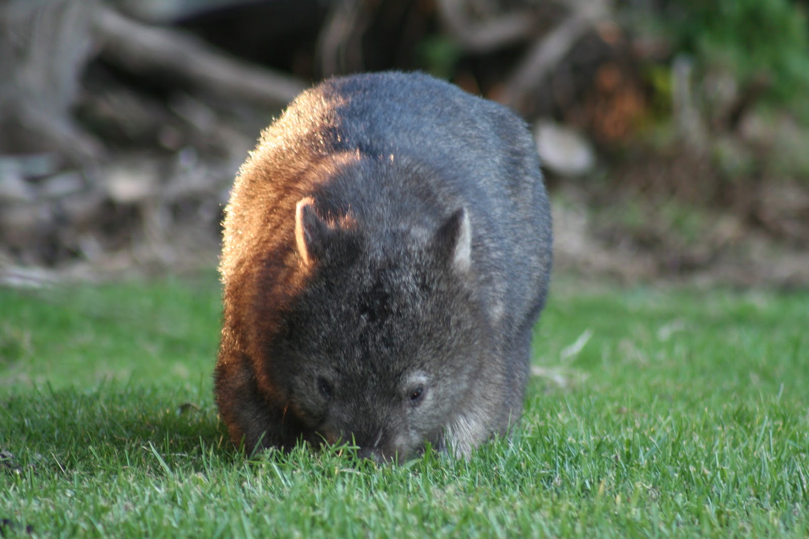 9to5explorer: Wombats in Tasmania