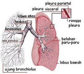 Kimeni's Blog: Sistem Pernafasan Manusia