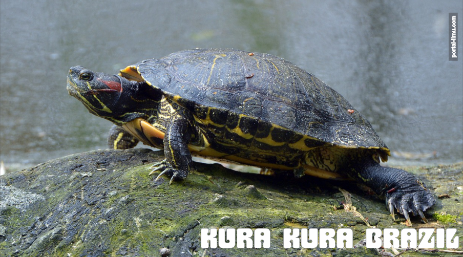 Kura Kura Brasil – Profil Lengkap Si Lucu yang Banyak Digemari | Portal ...