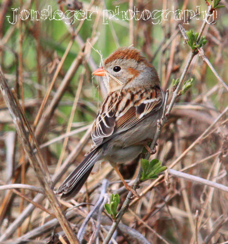 Northern Illinois Birder: Field Sparrows; April Migration to Northern ...