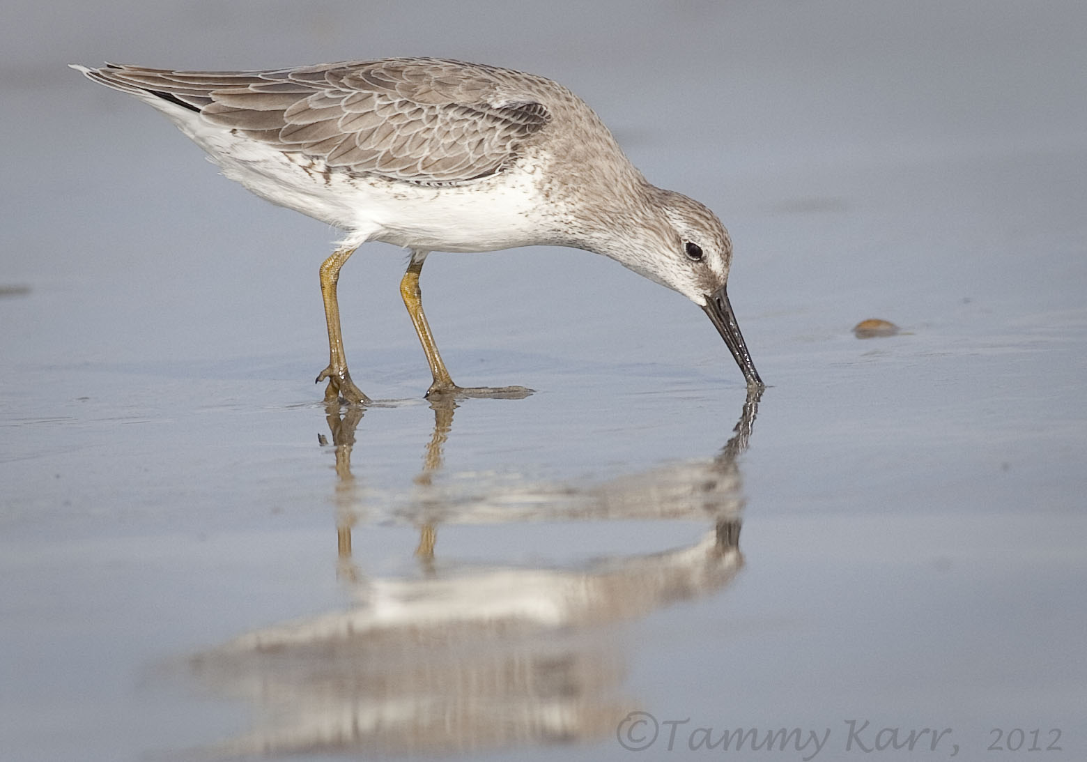 Birding Is Fun!: Birds with Bands