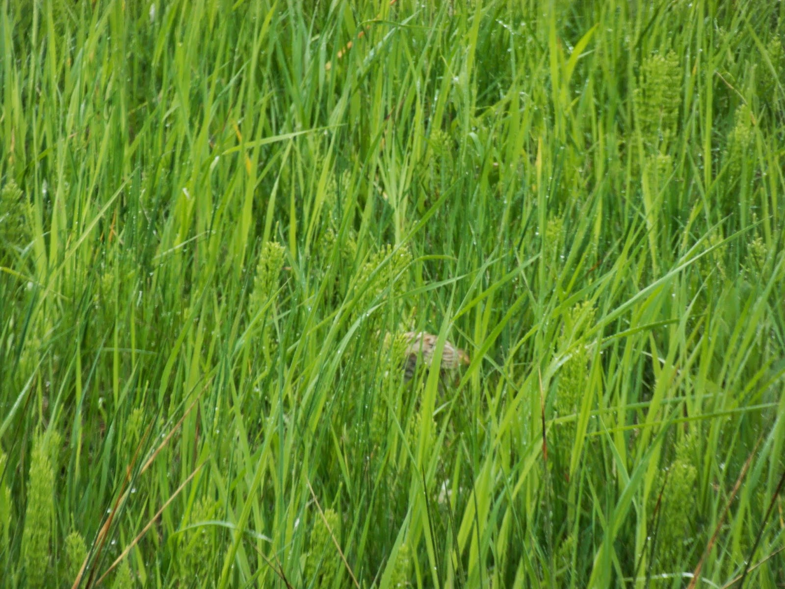Annen jutut: NAARAS FASAANI JA POIKANEN phasianus colchicus
