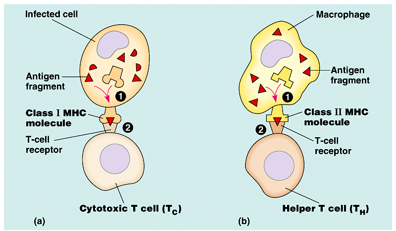 e-biolearning: Pertahanan Tubuh dan Respon Imun