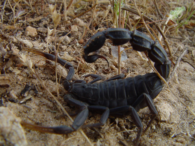 Fat-Tailed Scorpion | Dangerous Facts & Photographs | The Wildlife