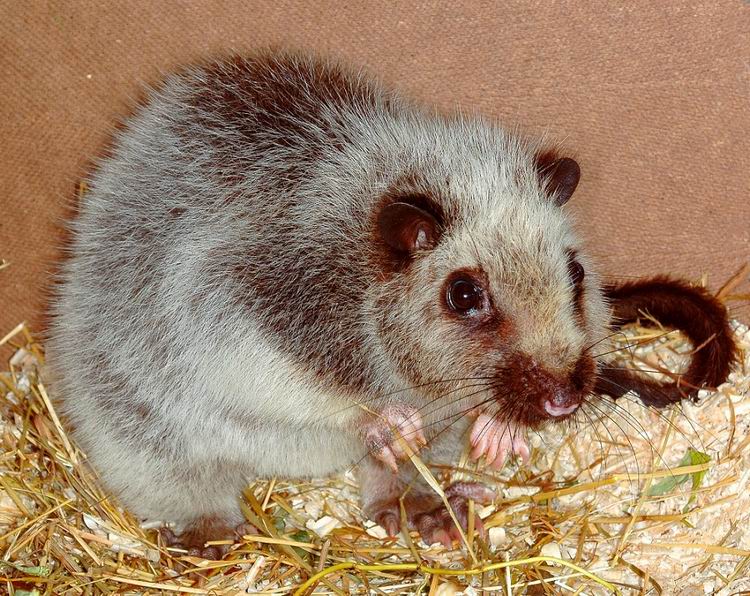 Cloud rat - Alchetron, The Free Social Encyclopedia