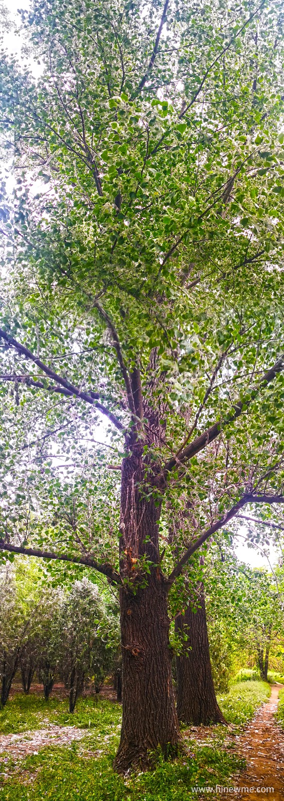 15 Tree photography pictures and photography skill