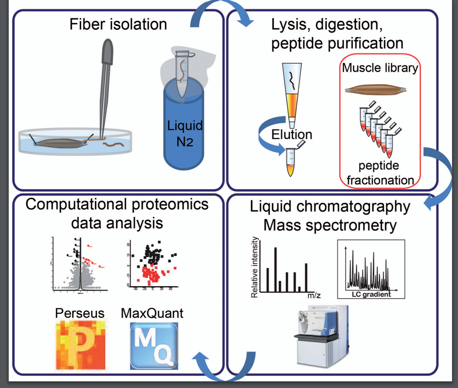 News in Proteomics Research: Proteomics of Single Muscle Fibers! News in Proteomics Research: Proteomics of Single Muscle Fibers!