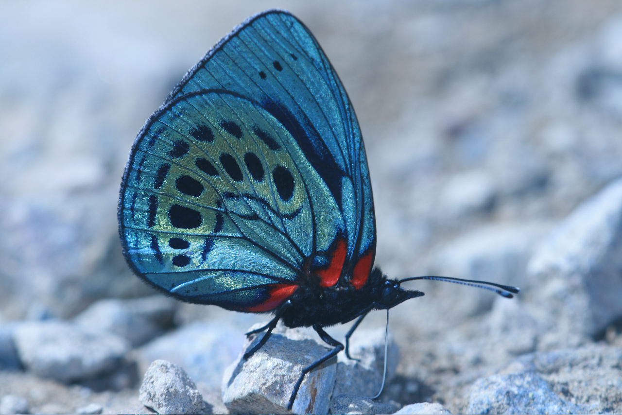 sunny: Ek jhak projapoti.....