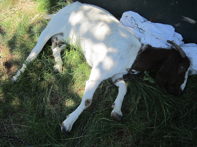 Journey To A DVM: Sick Goat (now Dead Goat)