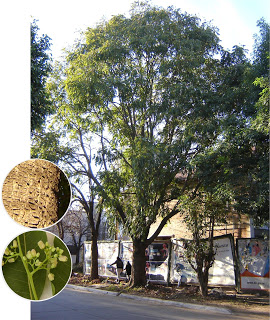 Argentina nativa: Cedro amargo (Cedrela odorata)