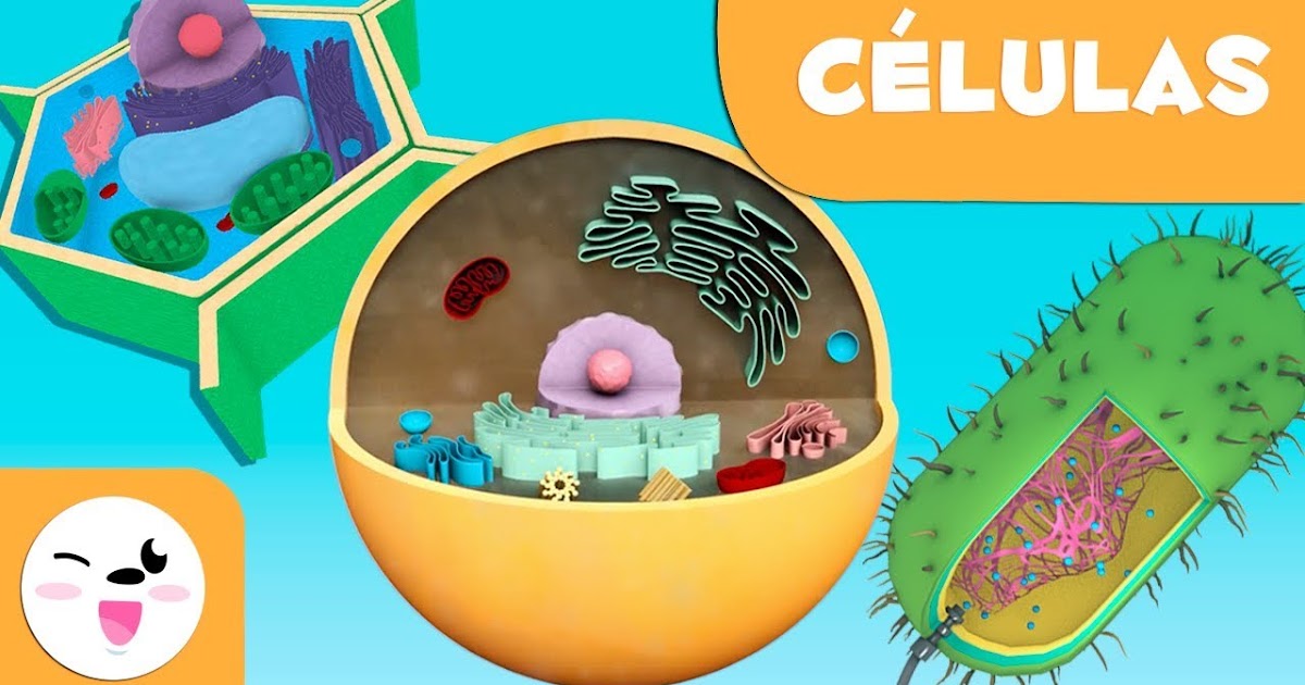 LA CÉLULA ANIMAL Y VEGETAL GRADOS 4° SEDE MARCO FIDEL SUAREZ