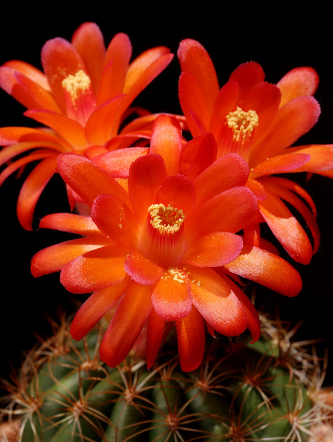 Cactus world beauty: Matucana intertexta