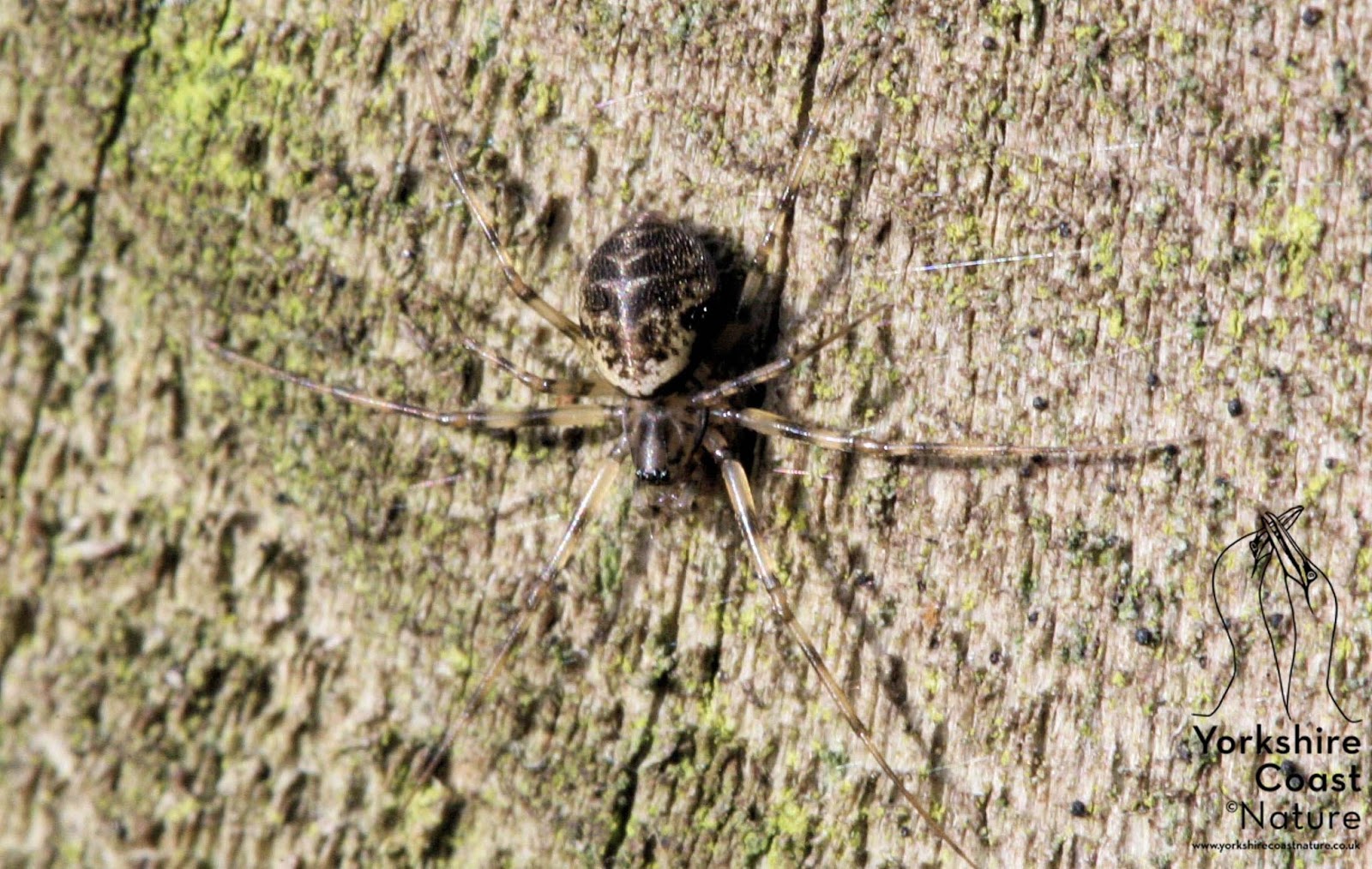 Y.E.T.I : Spiders and Springtails