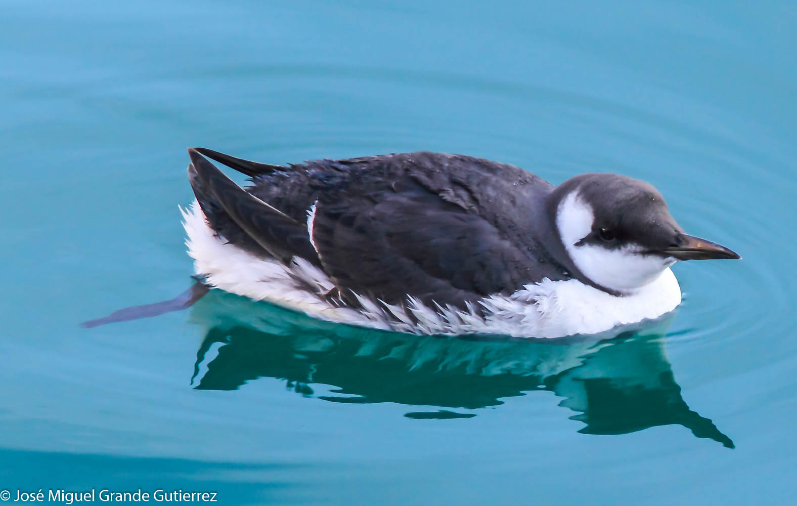 AVECEDARIO2016-UN MUNDO MARAVILLOSO: Arao común (Uria aalge)- Common ...