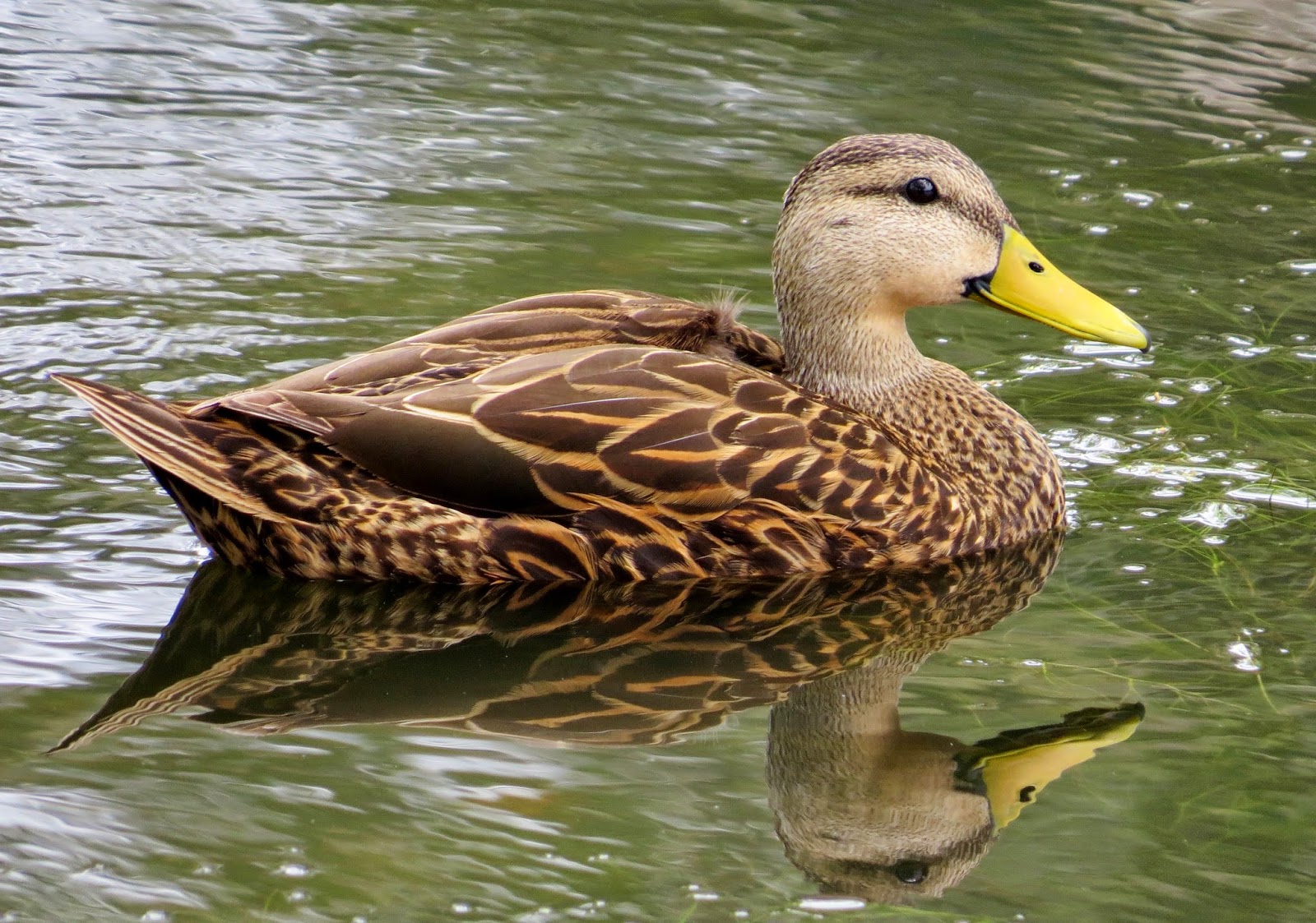 Joan and Dan's Birding Blog: Florida Mottled Duck