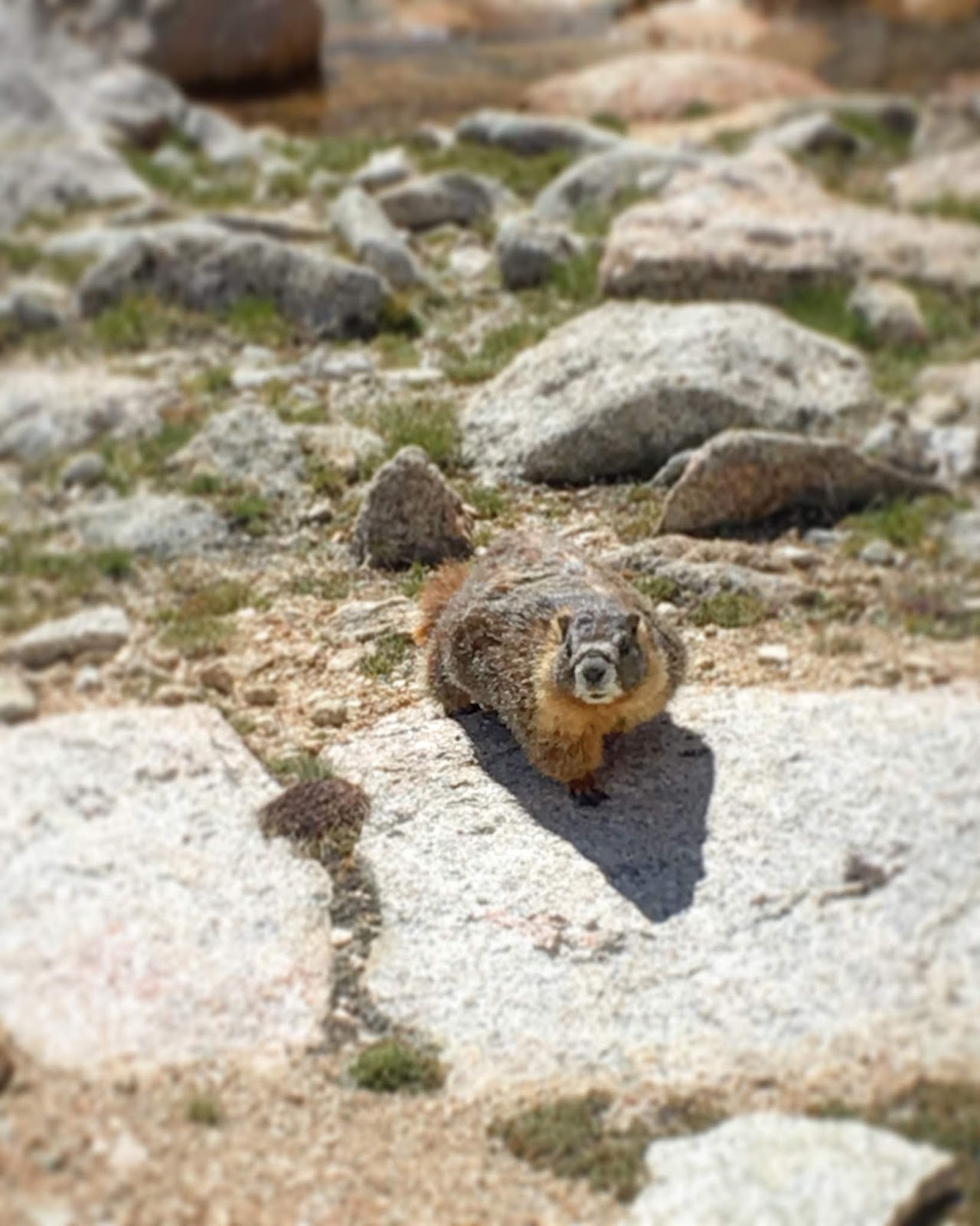 Carlee McDot: Mt. Whitney Hike: Part II {The Hike}
