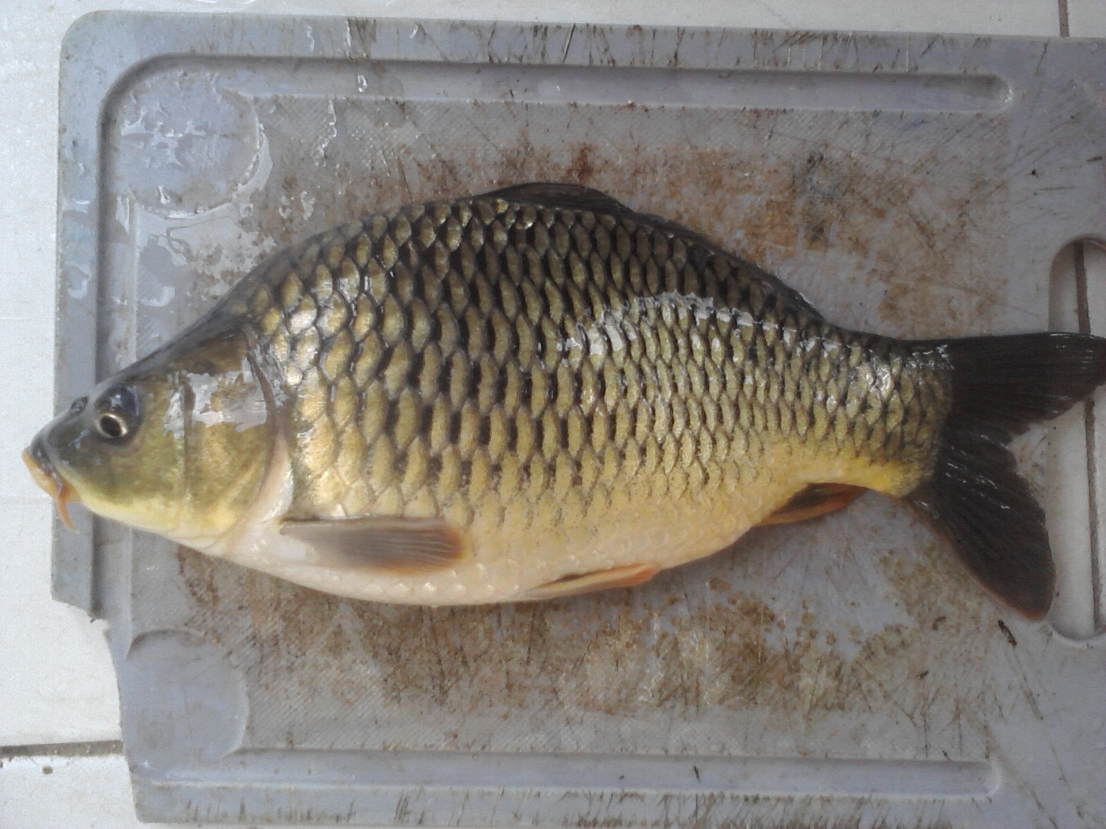 Novia Hasyim: Ciri morfologi, morfometrik dan meristik pada ikan mas