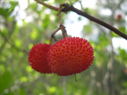 Fruit Warehouse: Madrono ( Arbutus )