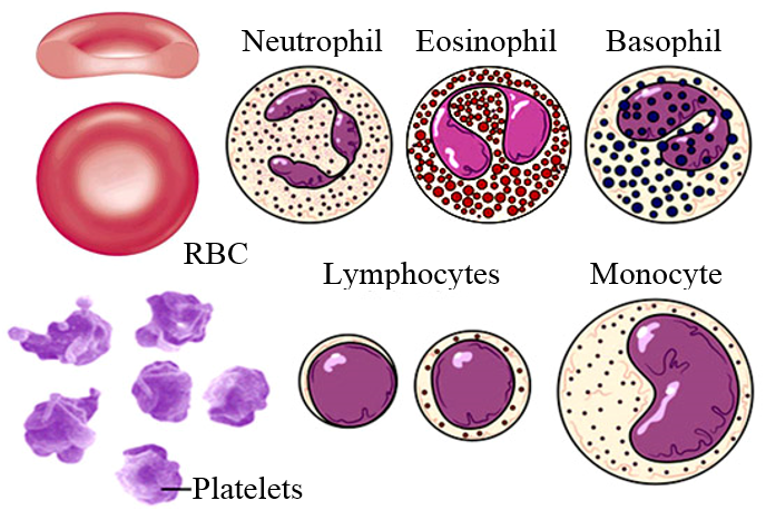 Body Fluids and Circulation - Notes | Class 11 | Part 2: Blood Vascular ...