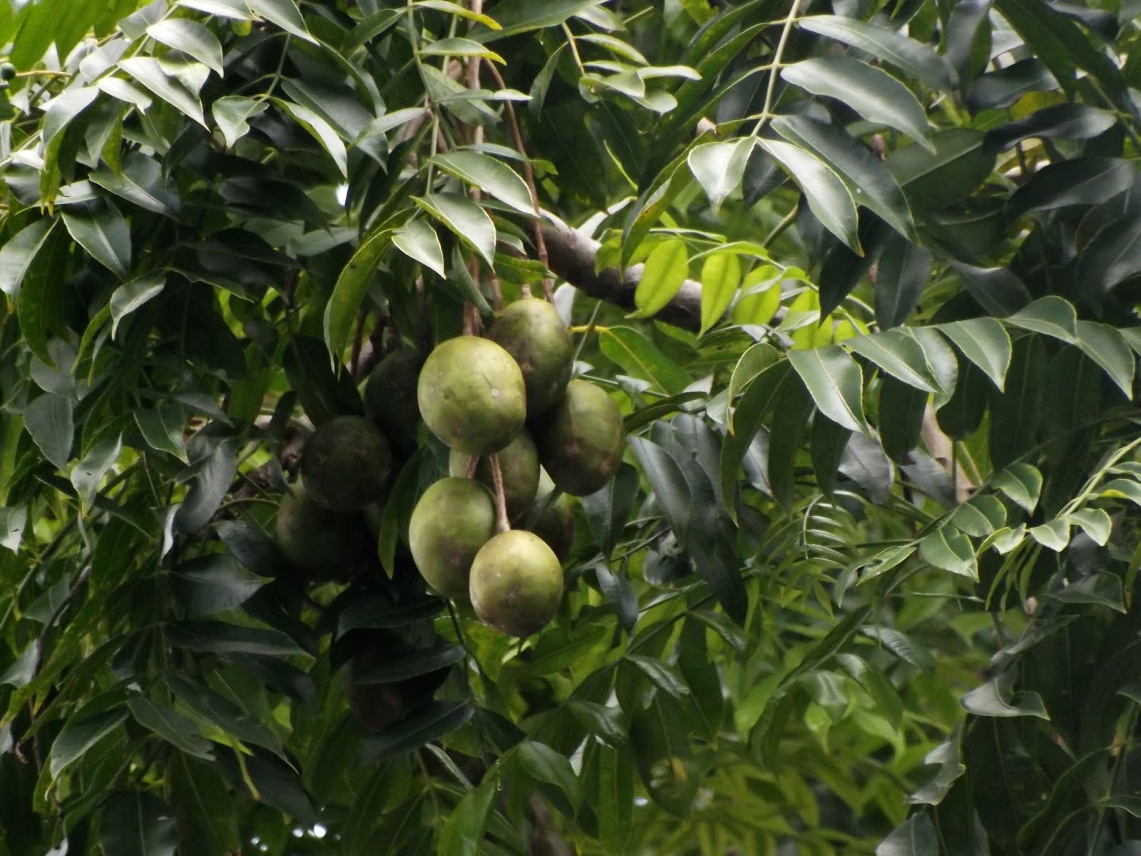 Bilati amra, Hog plum, Spondias pinnata
