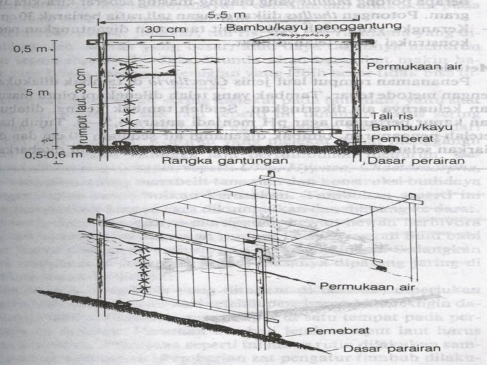 KOMUNITAS PENYULUH PERIKANAN: PENANAMAN BIBIT RUMPUT LAUT