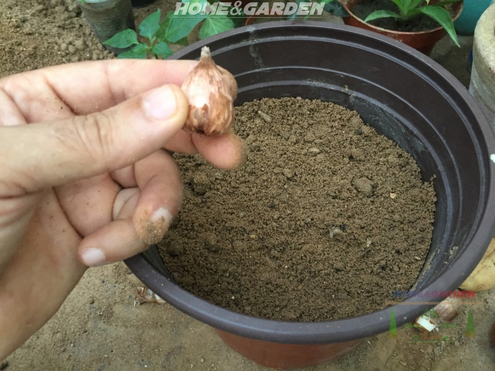 How to Grow Freesias in Pots