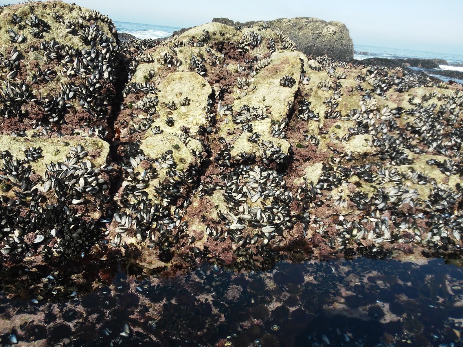 Las Tortugas Lentas: Percebes