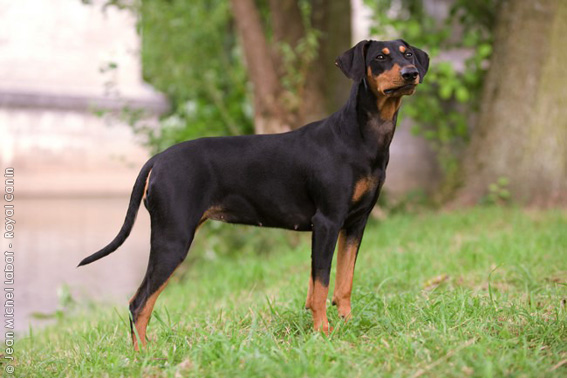 About Dog German Pinscher