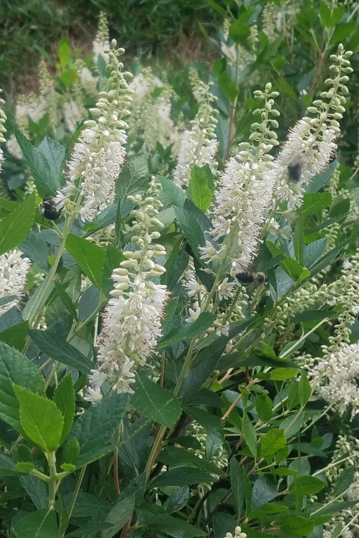 Future Plants by Randy Stewart: Clethra