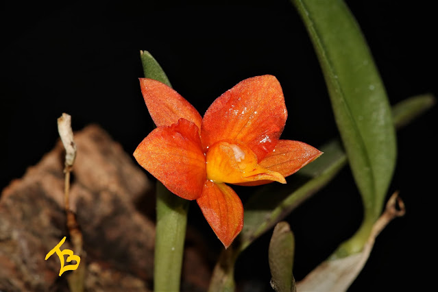 Cattleya pygmaea