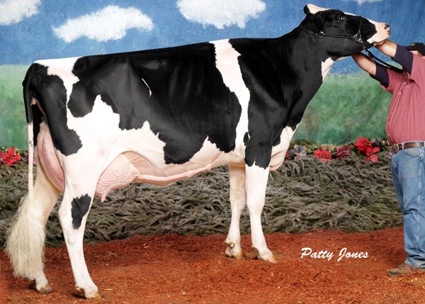 Dairy Farms And Show Cattle