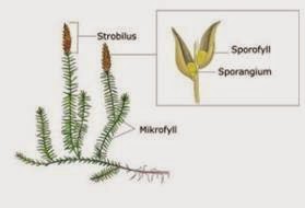 Ciri-Ciri dari Tumbuhan Paku, Klasifikasi Tumbuhan Paku (Pteridophyta ...