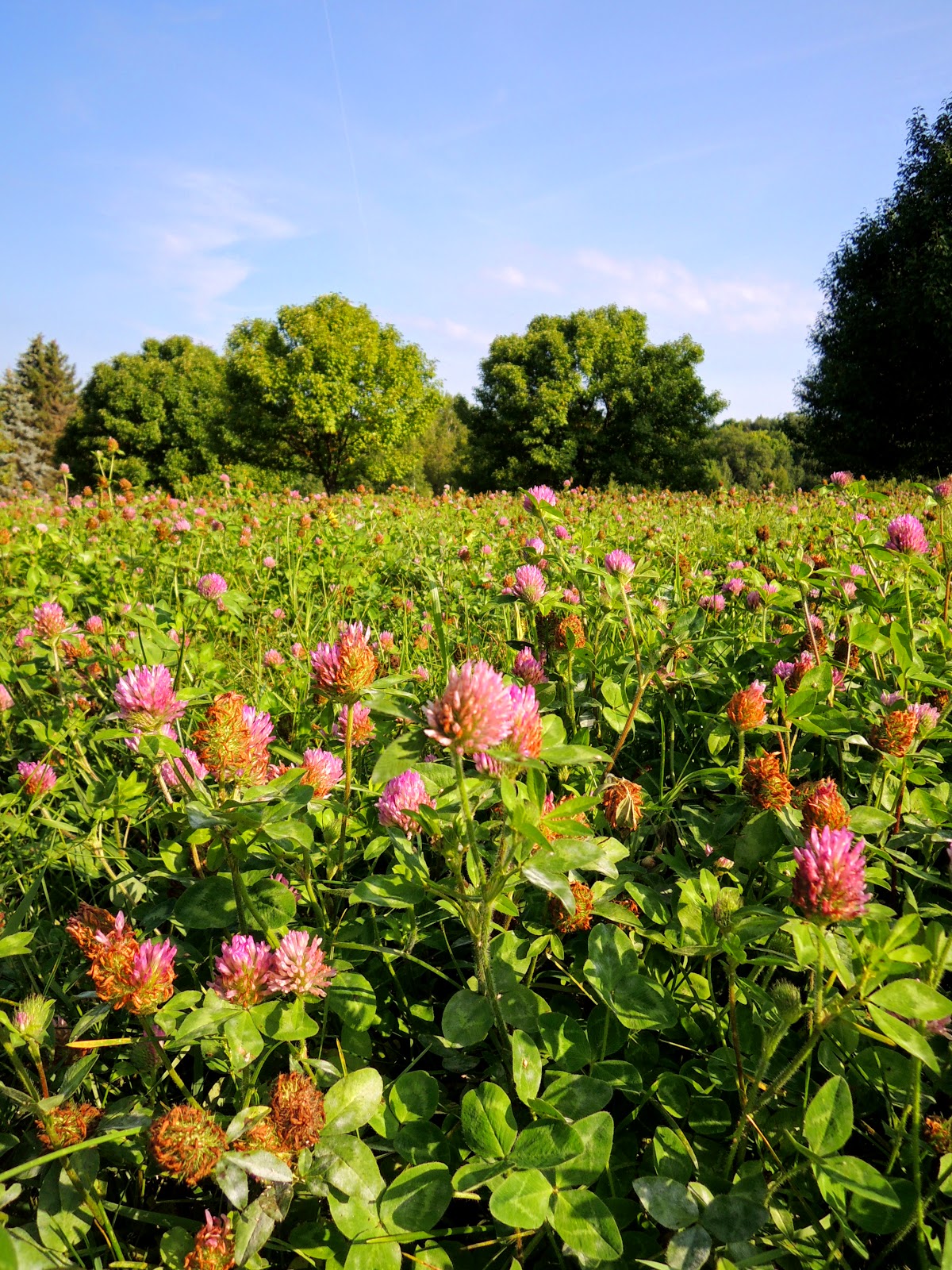 Holly Goes Lightly: Saturday Snapshot: Clover Field