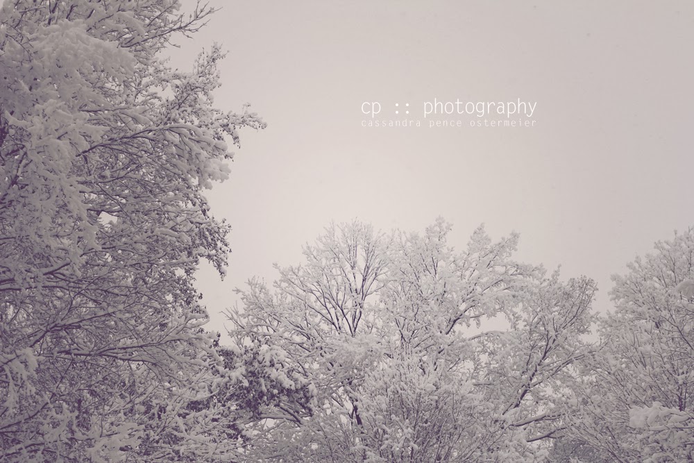 sassafras: snow on my mind :: winter photography