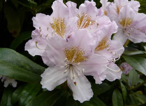 Town & Country Gardens: Rhododendron - Rhododendron, Azalea, Rhodora ...
