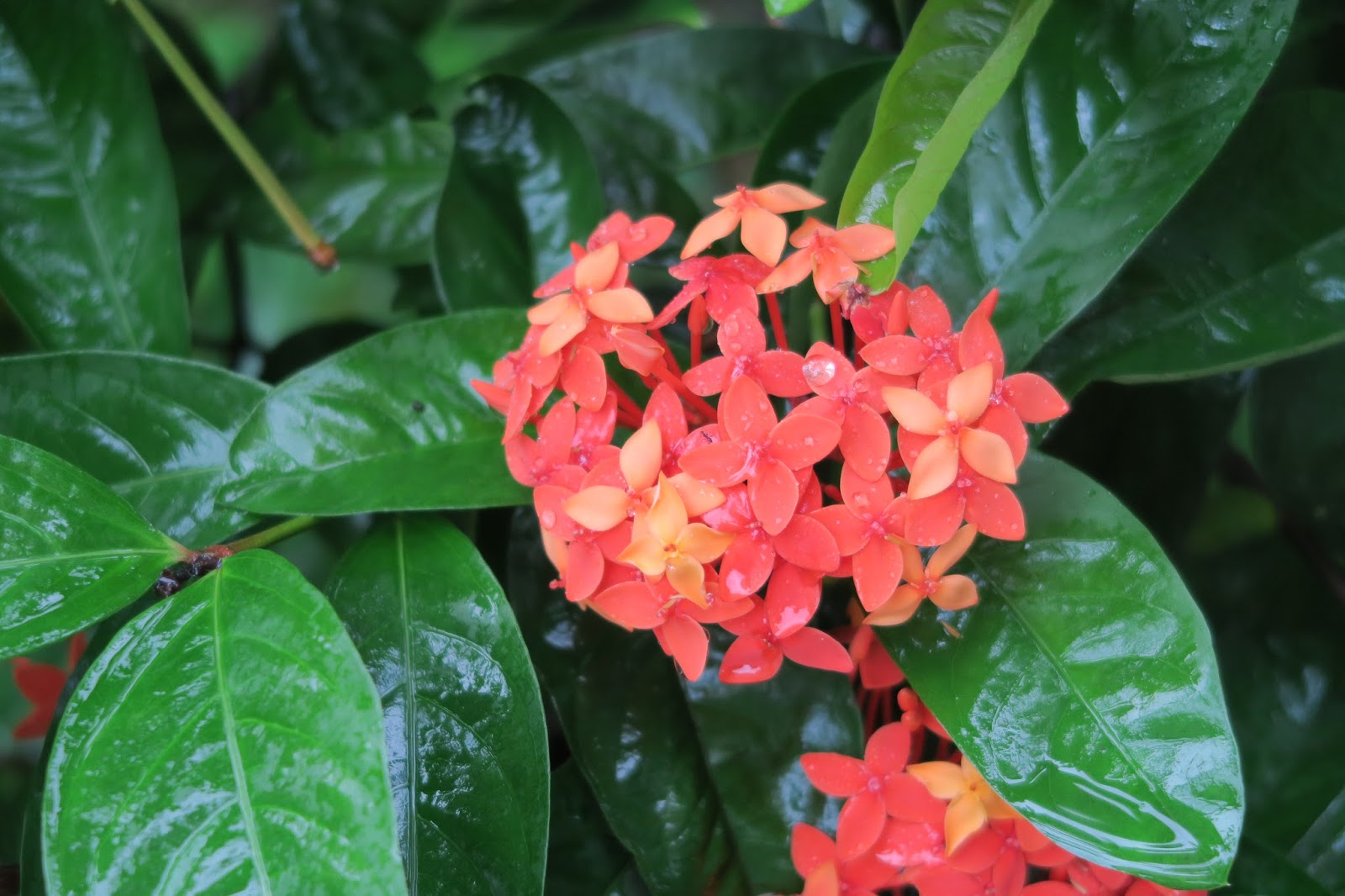 Kleyns In The Philippines: * Flowers (Mga Bulaklak) 1