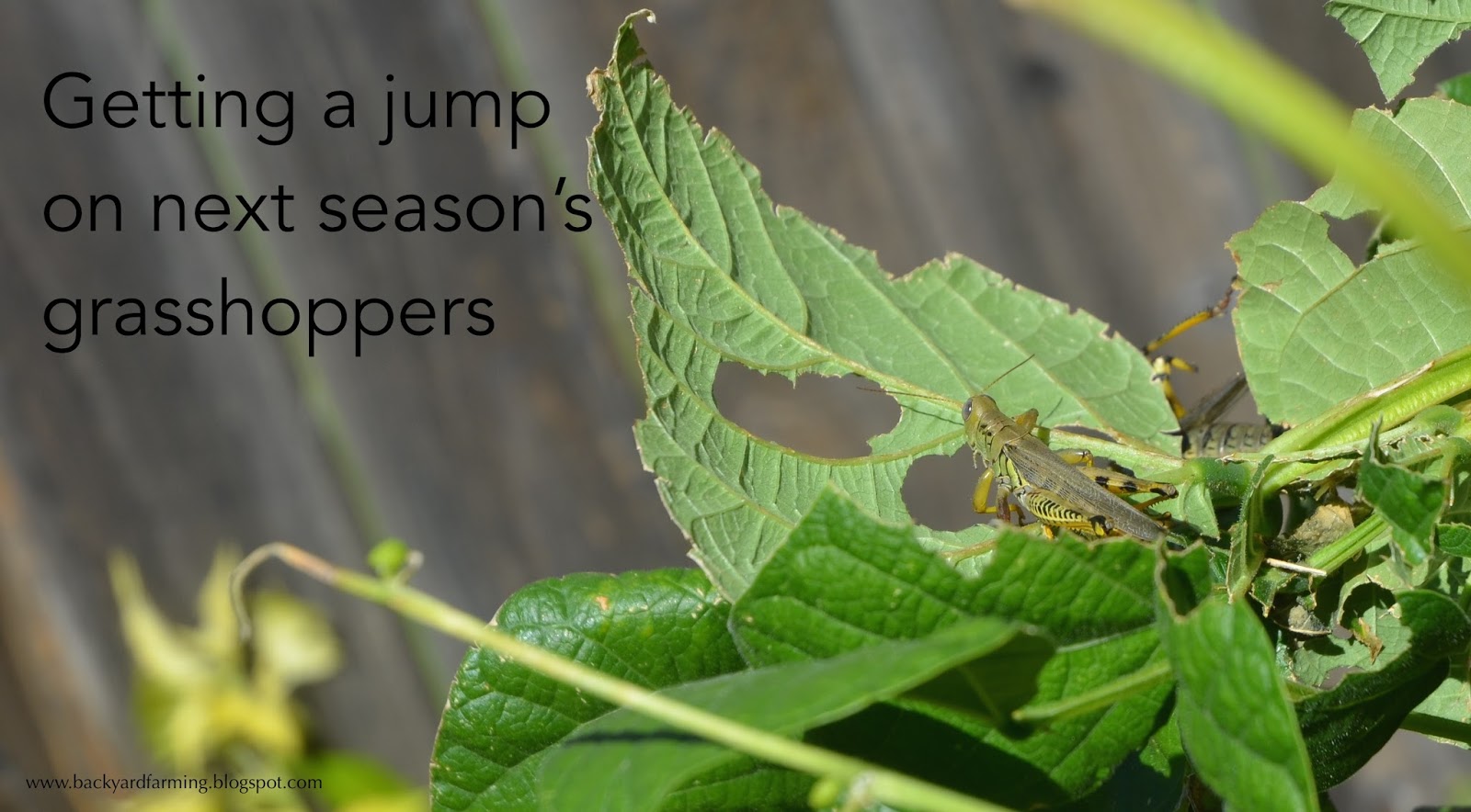 Backyard Farming: Getting a jump on next summer's grasshoppers