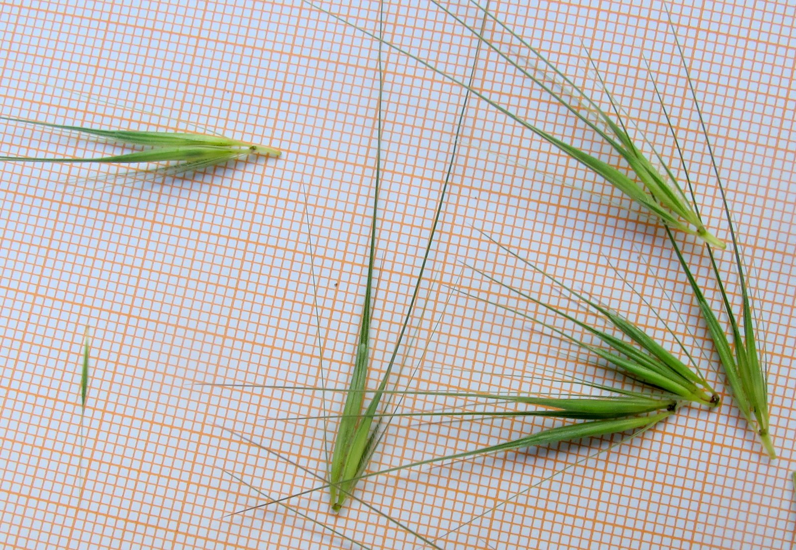 FLORA NEL SALENTO e.. anche altrove: Hordeum murinum L. - Poaceae ...
