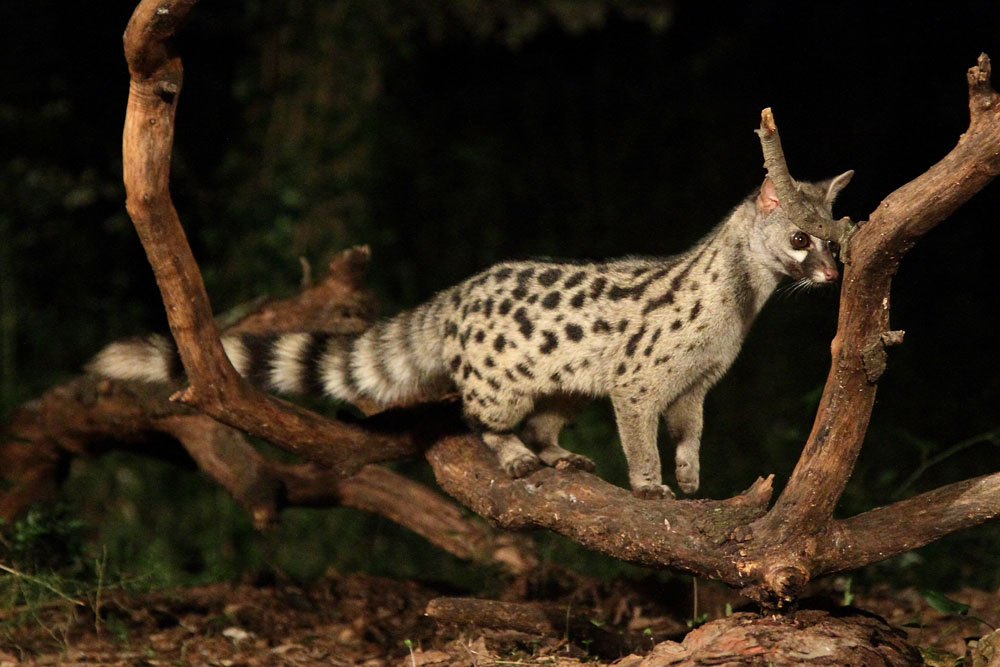ELS CARGOLS DE LES GAVARRES 🚴Des del 2011 : Fauna de les Gavarres