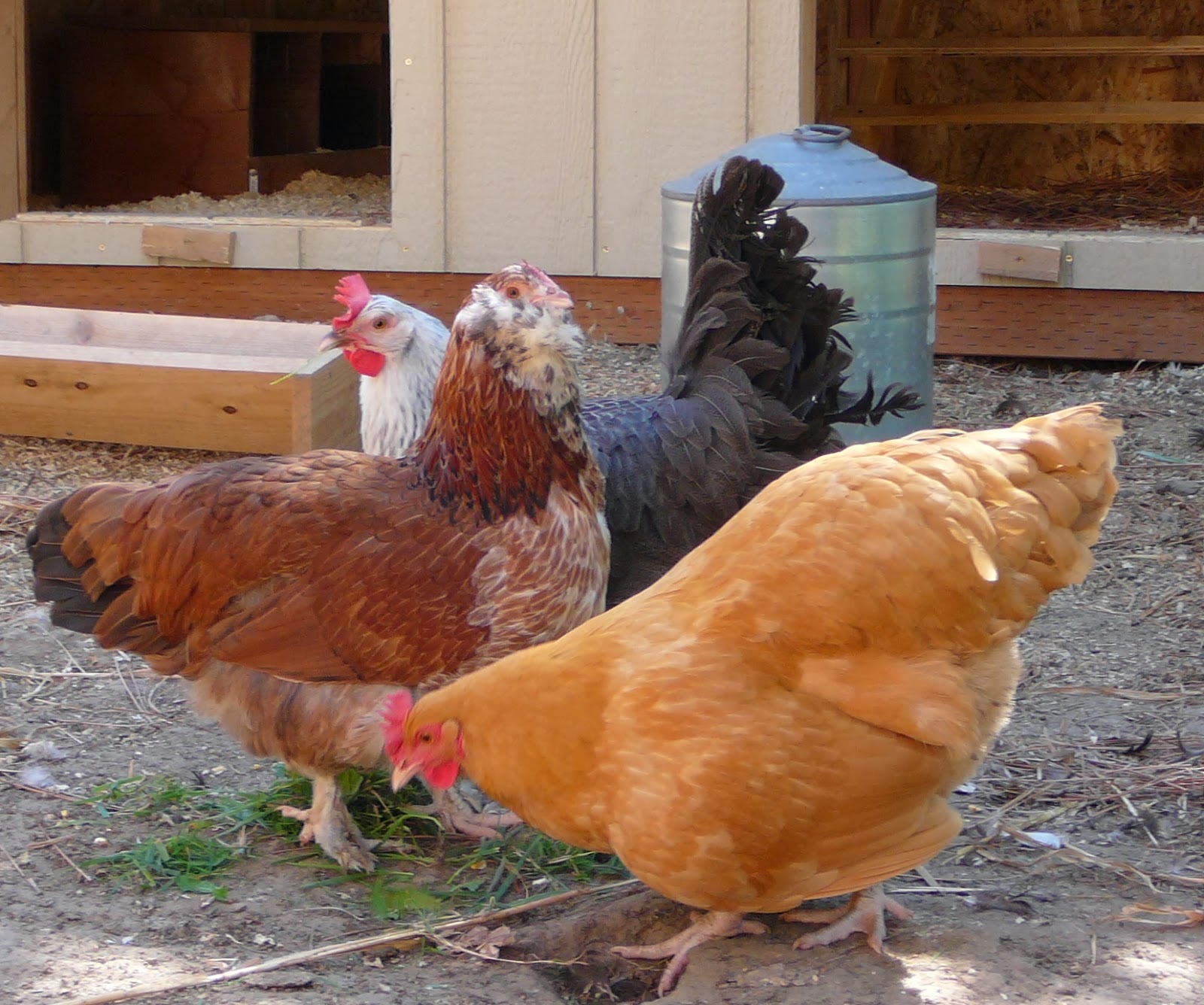 Linda Benson: Hen Power - and a Secret Project