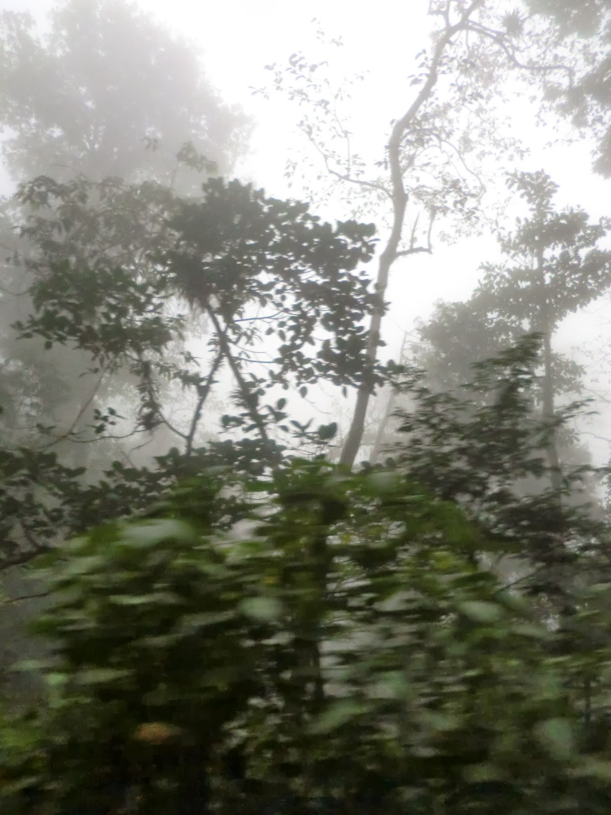 Postales de AYRE Venezuela: ¿Conoces el bosque nublado del Parque ...