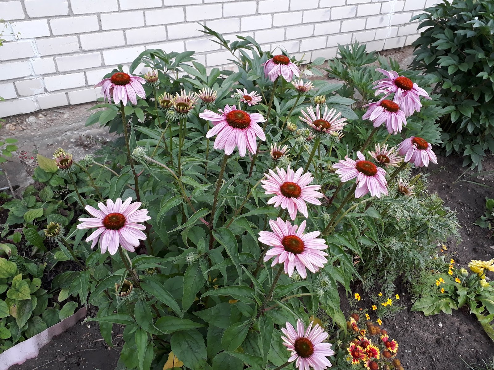 Pilk aeda: Purpur-siilkübar ehk punane päevakübar 'Bravado'