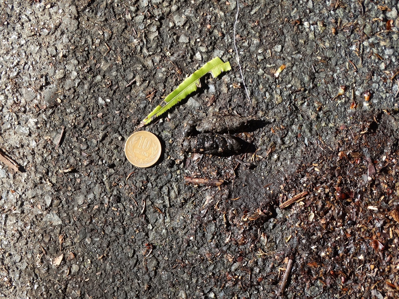 故有事: テン糞の内容物 The contents of marten's droppings