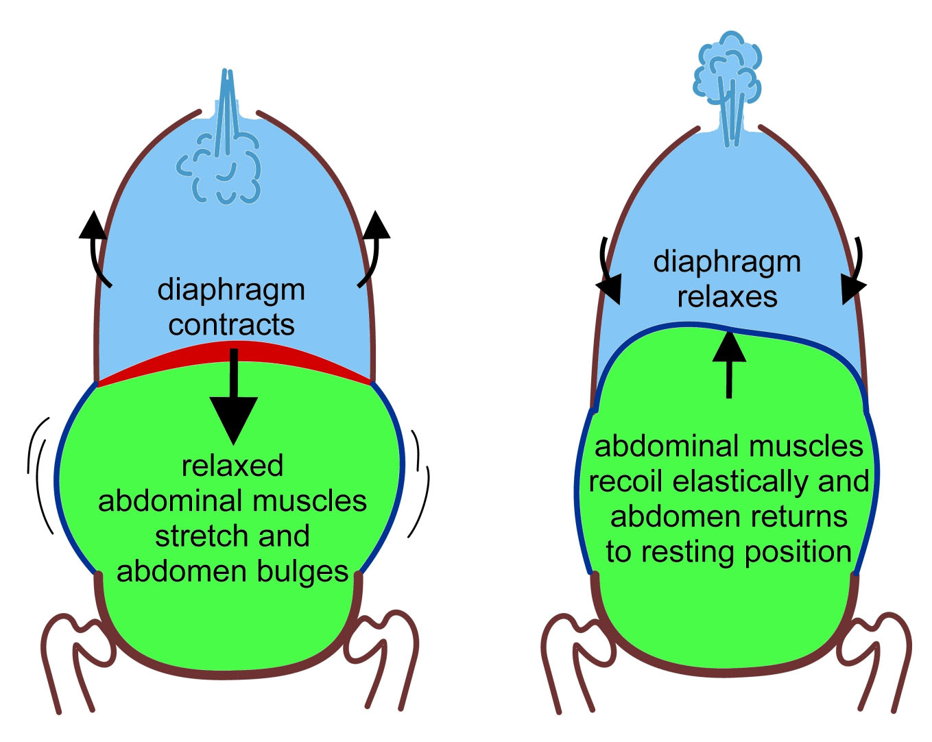 Animation Blog: Why Animated Characters Need to Breathe