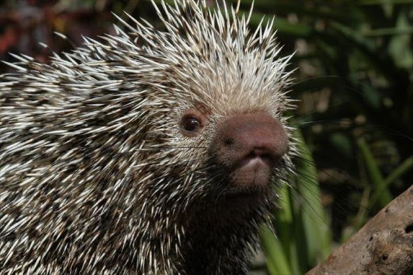 Caliandra do Cerrado: Ouriço-cacheiro